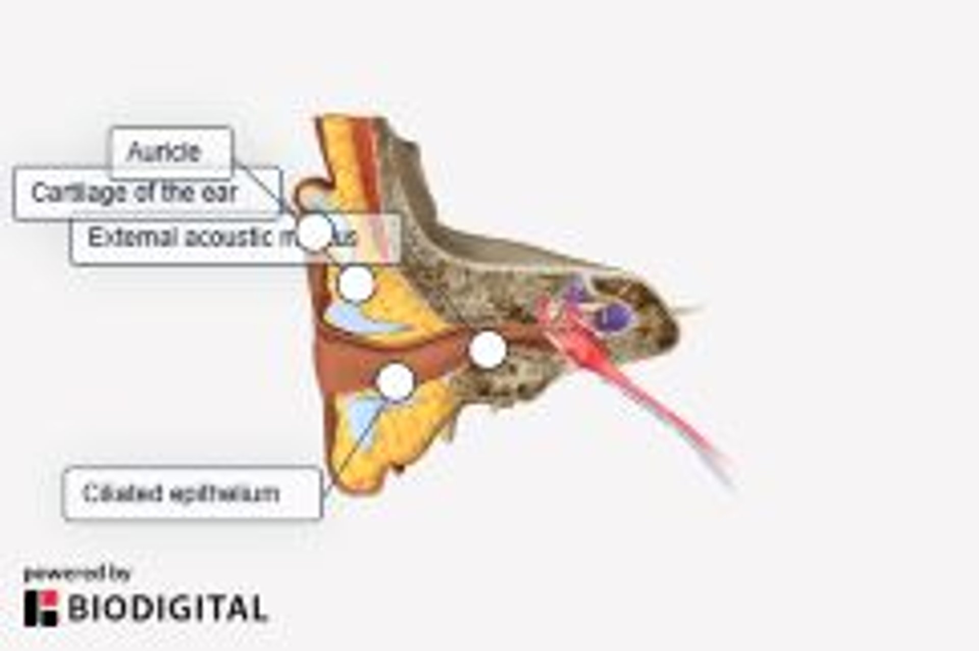 3D Model: Anatomia da orelha externa-Manuais MSD edição para profissionais