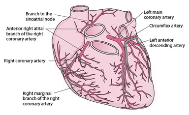 Image:Arteries of the Heart-MSD Manual Professional Edition
