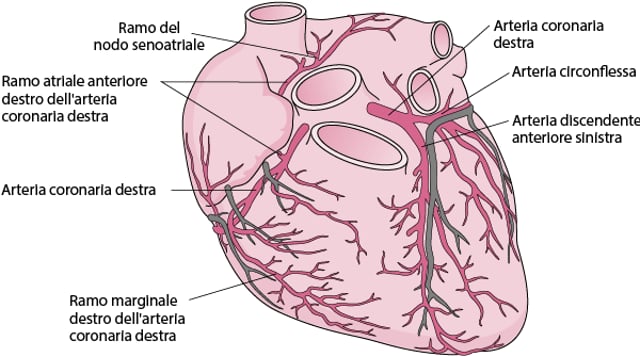 Image:Arterie del cuore-Manuali MSD Edizione Professionisti