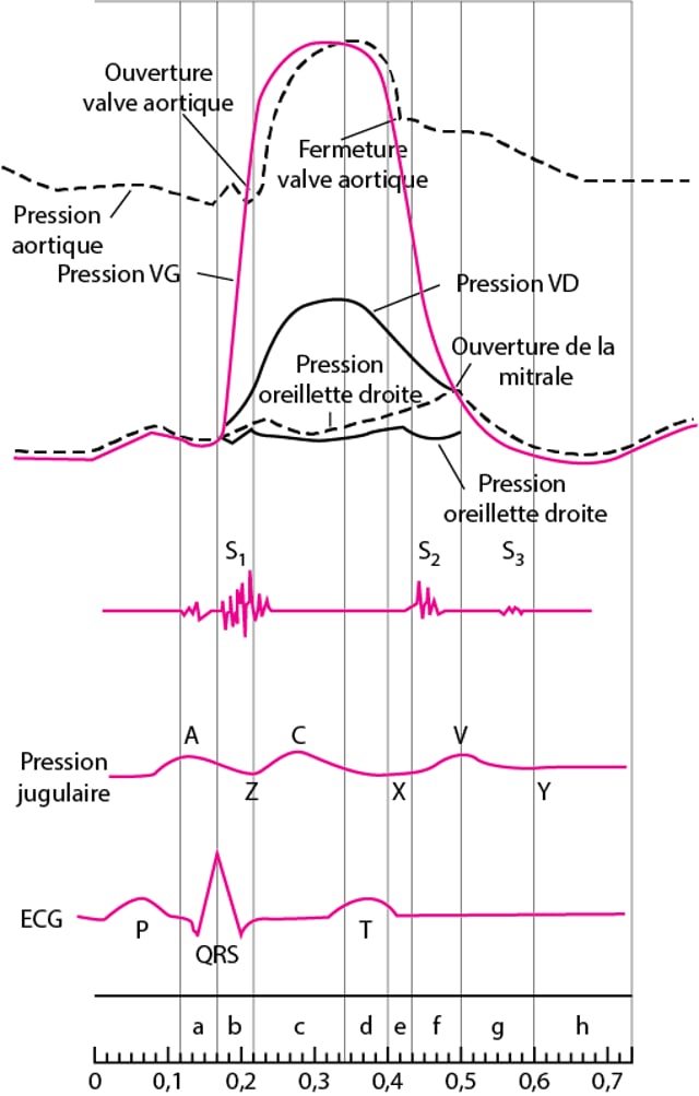 Image:Diagramme du cycle cardiaque, montrant les courbes de pression ...