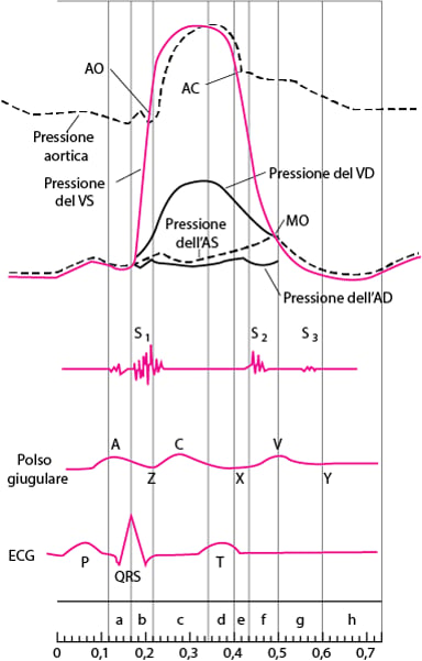Image:Diagramma del ciclo cardiaco, che mostra le curve di pressione ...