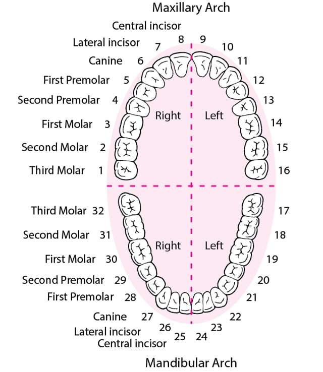 Dental Anatomy and Development - Dental Anatomy and Development - MSD ...