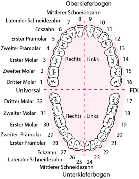 Zahnanatomie und -entwicklung - Zahn-, Mund-, Kieferkrankheiten - MSD ...