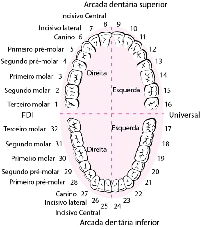 Anatomia e desenvolvimento dental - Anatomia e desenvolvimento dental ...