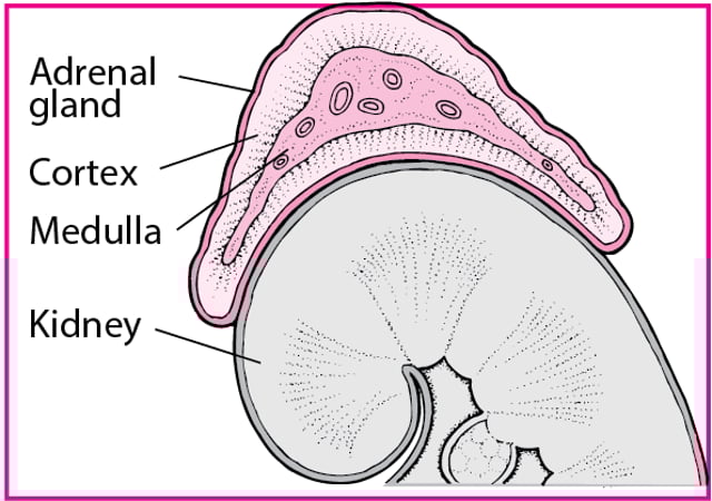 Overview of Adrenal Function - Endocrine and Metabolic Disorders ...