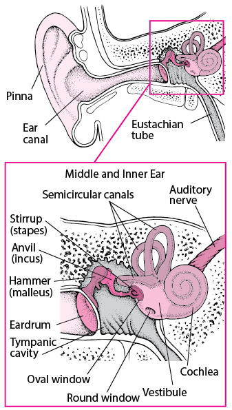 Benign Paroxysmal Positional Vertigo - Ear, Nose, and Throat Disorders ...