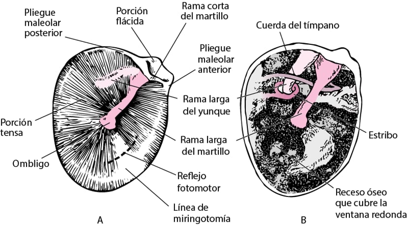 Image:Membrana timpánica del oído derecho (A); cavidad timpánica con la ...