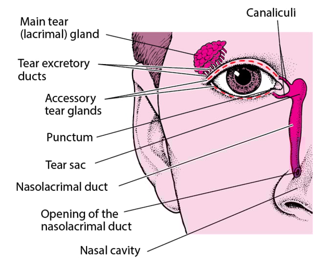 Dacryocystitis - Eye Disorders - MSD Manual Professional Edition