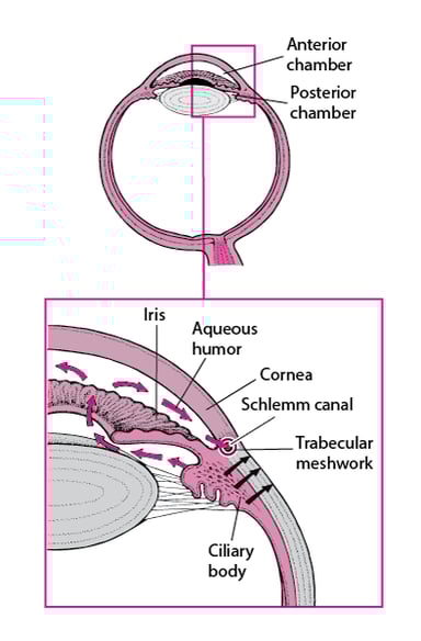 Image:Aqueous Humor Production and Flow-MSD Manual Professional Edition
