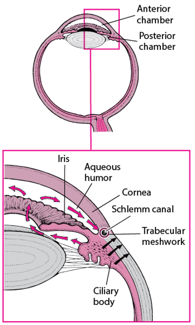 Table: Aqueous Humor Production and Flow-MSD Manual Professional Edition Table: Aqueous Humor Production and Flow-MSD Manual Professional Edition