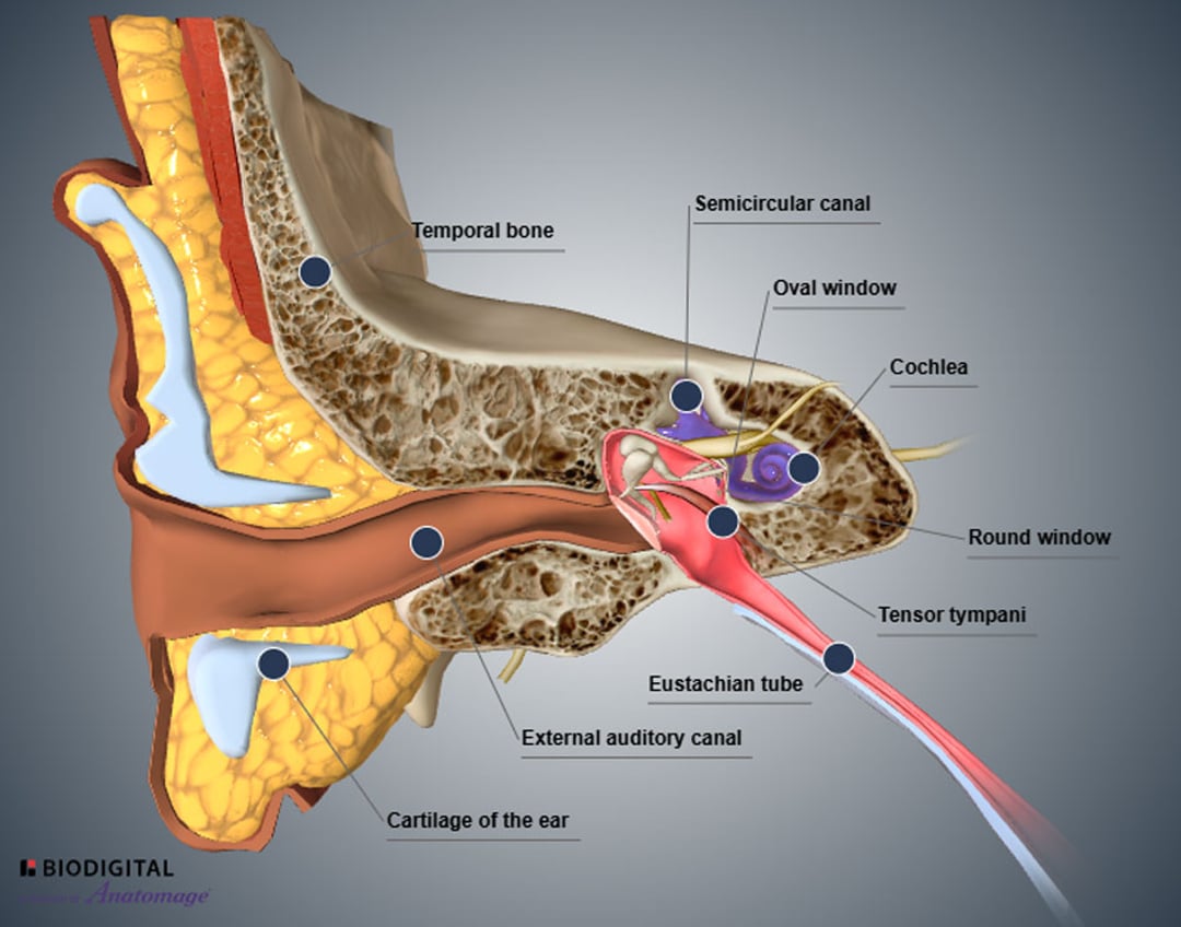 Image:Anatomy of the External Ear-MSD Manual Professional Edition