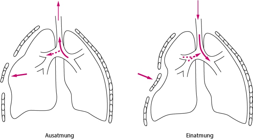 Instabiler Thorax - Verletzungen; Vergiftungen - MSD Manual Profi-Ausgabe