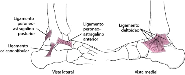 Esguinces del tobillo - Lesiones y envenenamientos - Manual MSD versión ...