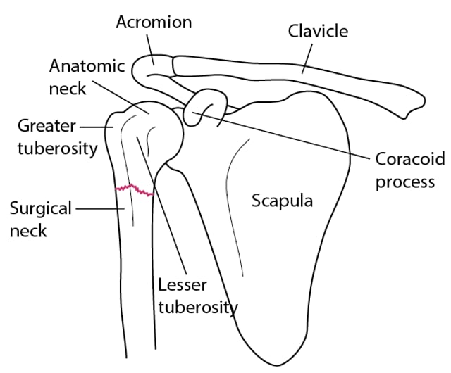 Image:Key anatomic landmarks in the proximal humerus-MSD Manual ...