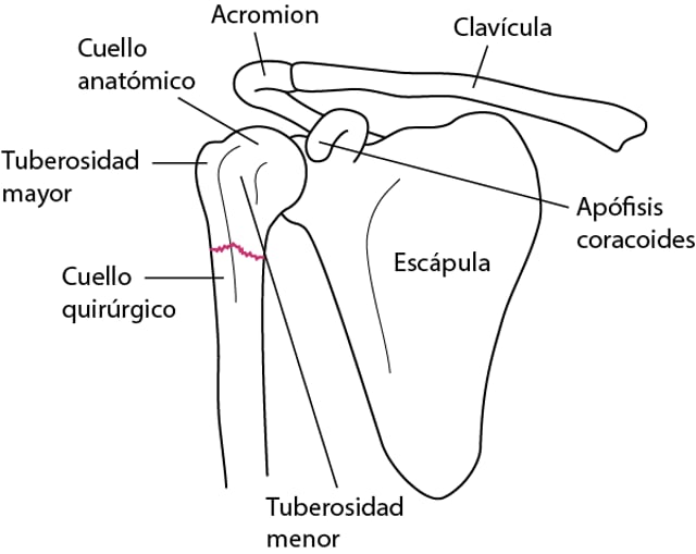 Image:Referencias anatómicas clave en el húmero proximal-Manual MSD ...