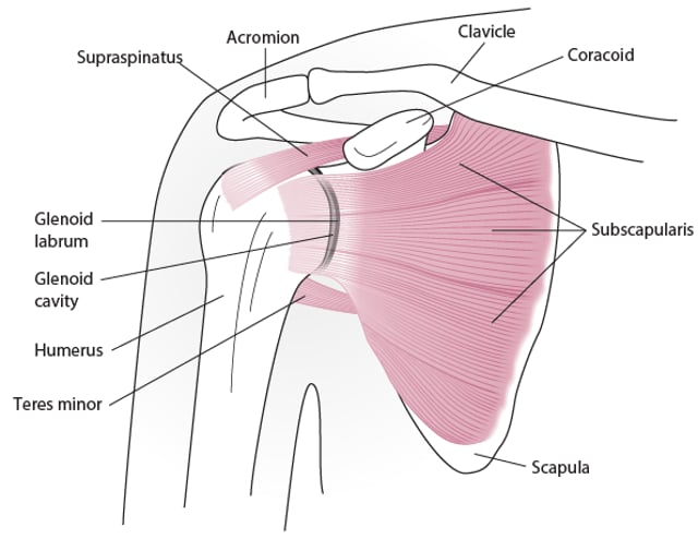 Image:Shoulder Anatomy (Anterior View)-MSD Manual Professional Edition