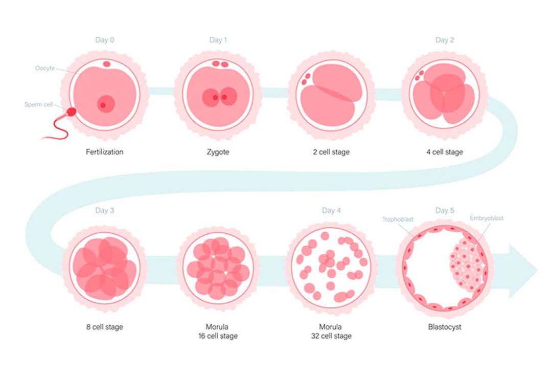 Image:Embryonic Development-MSD Manual Professional Edition