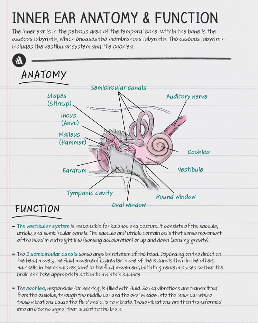 Dizziness and Vertigo - Ear, Nose, and Throat Disorders - MSD Manual ...