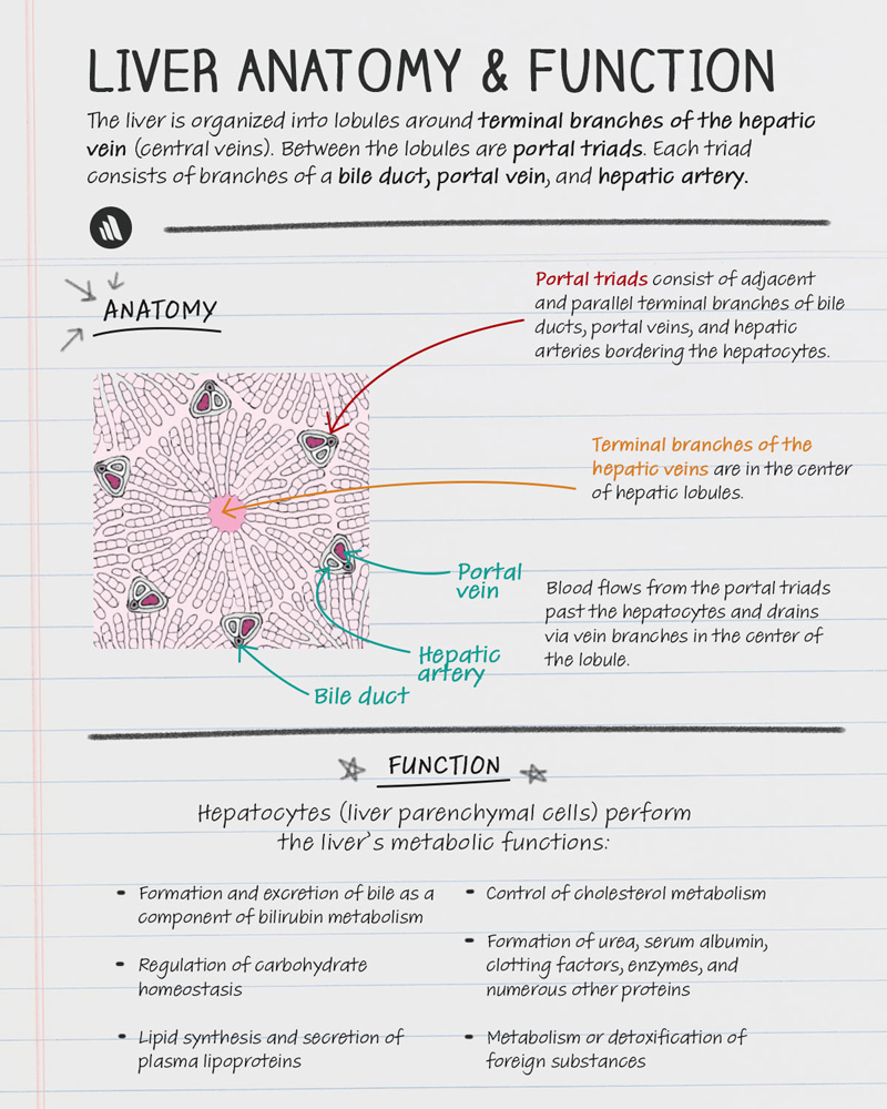Liver Structure and Function - Hepatic and Biliary Disorders - Merck ...