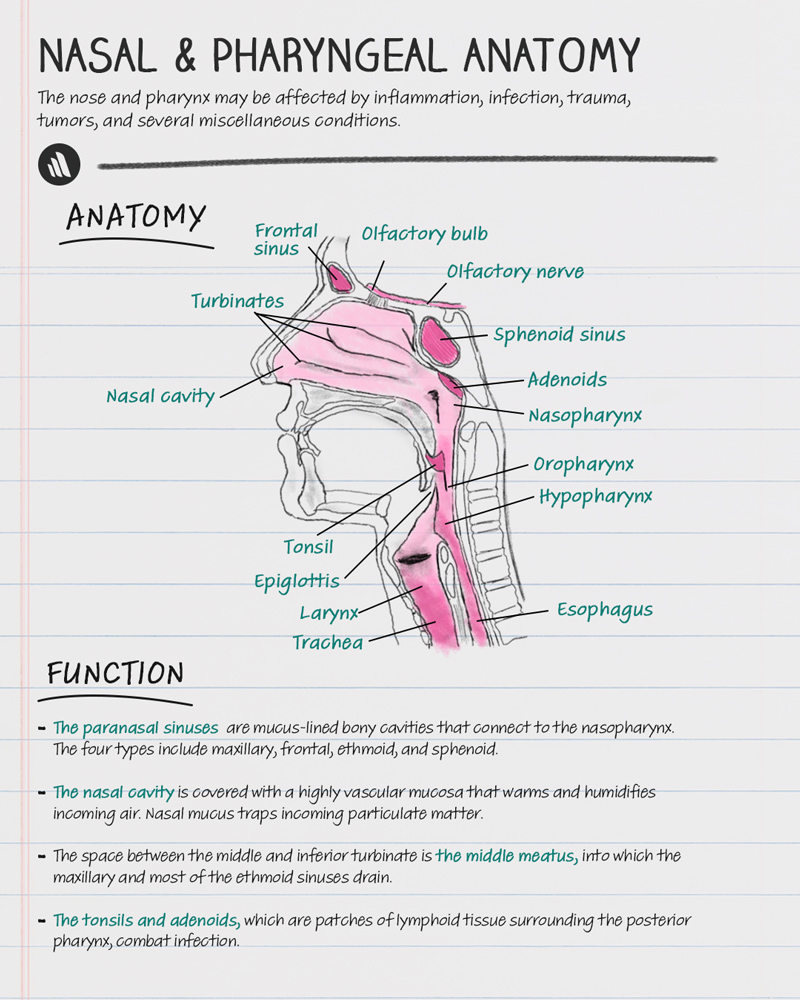 How To Remove a Foreign Body From the Nose - Otolaryngology - Merck ...