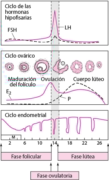 Image:Ciclo menstrual normal-Manual MSD versión para profesionales