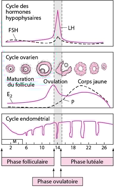 Endocrinologie de la reproduction féminine - Gynécologie et obstétrique ...