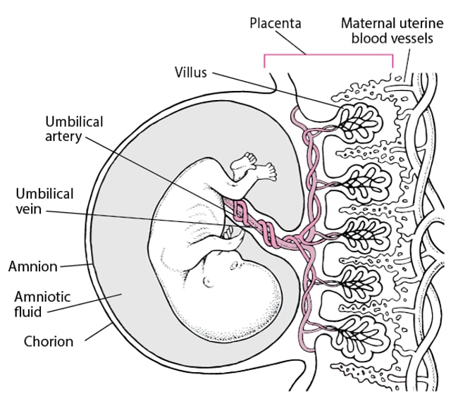 Fertilization and Development of the Embryo - Gynecology and Obstetrics - MSD Manual ...