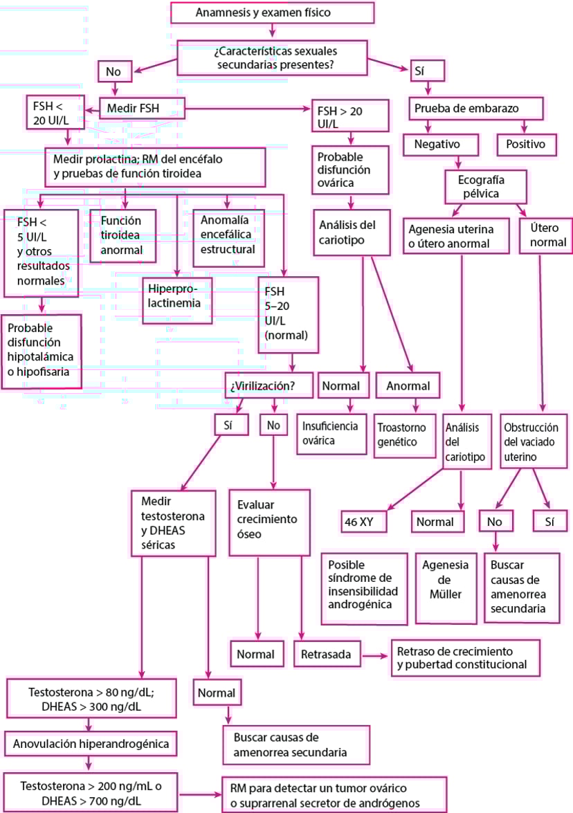 Amenorrea - Ginecología y obstetricia - Manual MSD versión para ...