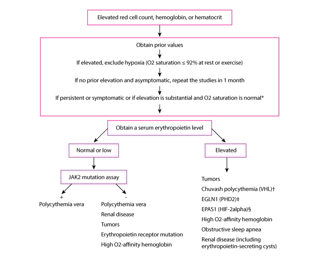 Image:Algorithmus für die Diagnose der Erythrozytose-MSD Manual Profi ...
