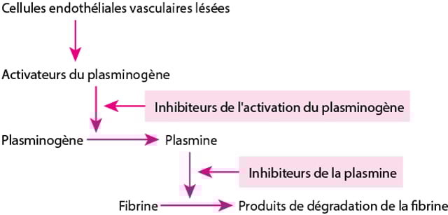 Image:Voie de la fibrinolyse-Édition professionnelle du Manuel MSD