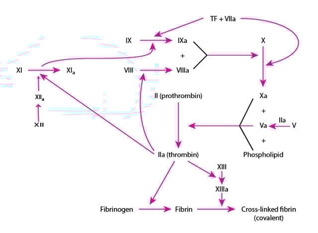 Hemophilia - Hematology and Oncology - MSD Manual Professional Edition