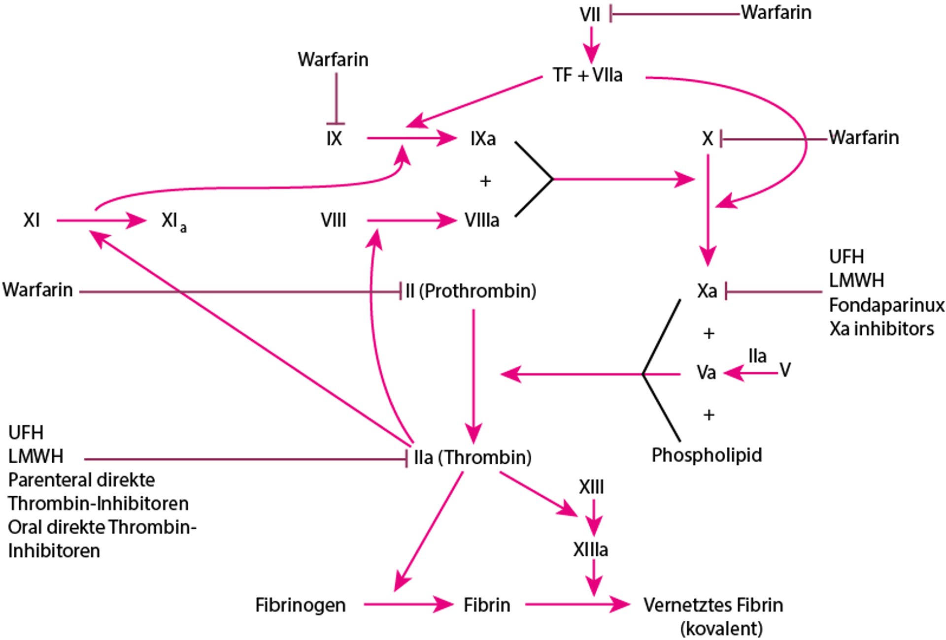 Image:Antikoagulantien und ihre Wirkorte-MSD Manual Profi-Ausgabe