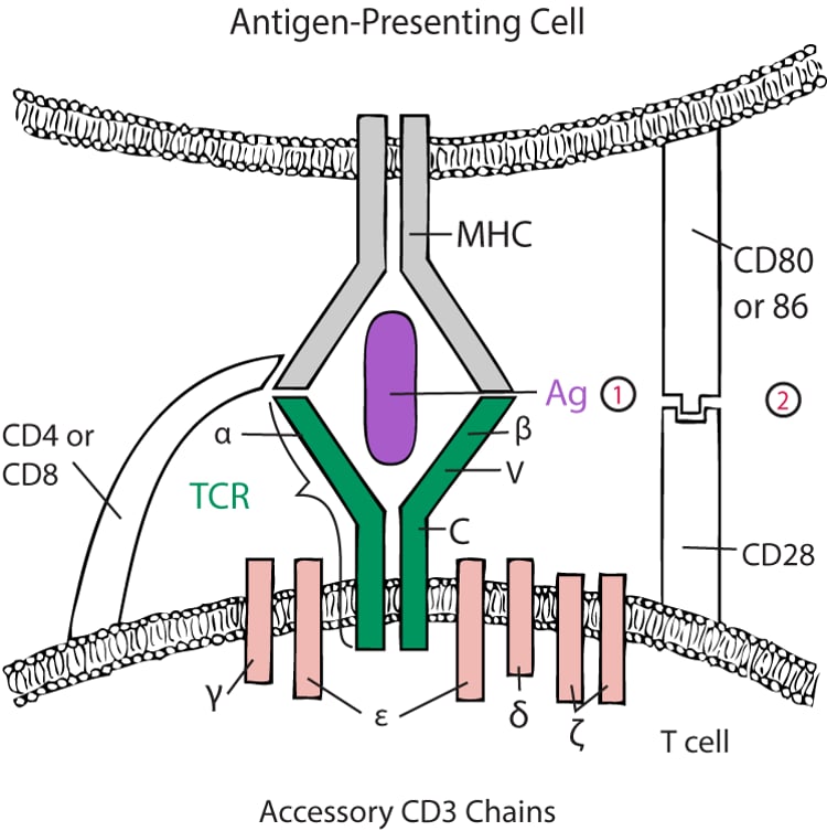 Image:Two-Signal Model for T-Cell Activation-Merck Manual Professional ...