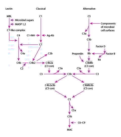 Complement System - Immunology; Allergic Disorders - Merck Manual ...