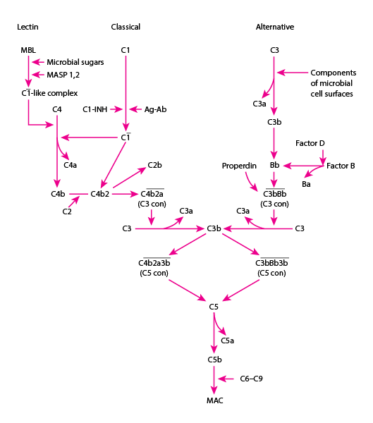 Hereditary and Acquired C1 Inhibitor Deficiency or Dysfunction ...