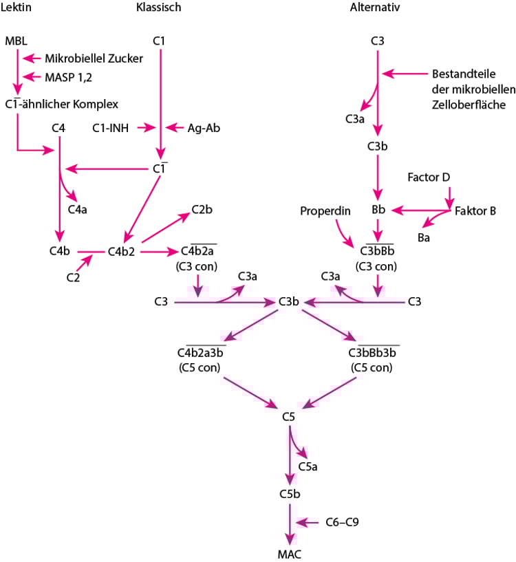 Komplementsystem - Immunologie, Allergien - MSD Manual Profi-Ausgabe