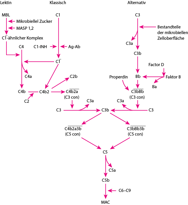 Komplementsystem - Immunologie, Allergien - MSD Manual Profi-Ausgabe