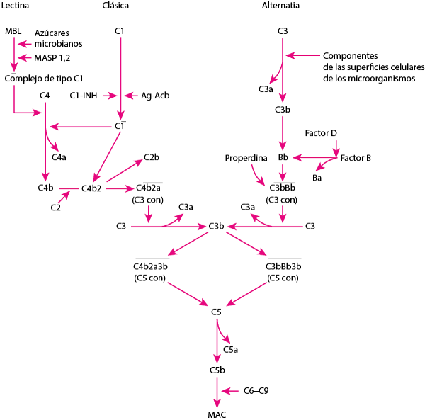 Sistema del complemento - Inmunología y trastornos alérgicos - Manual MSD versión para profesionales
