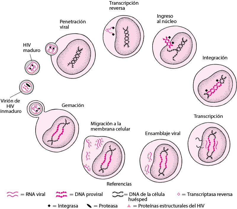 Infección por el virus de inmunodeficiencia humana (VIH) - Enfermedades ...