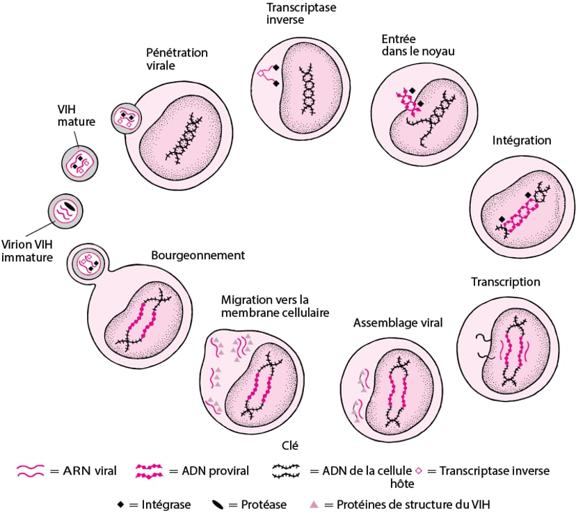 Infection par le virus de l'immunodéficience humaine (VIH) - Maladies ...