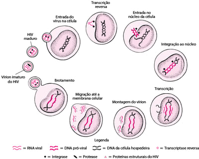 Table: Ciclo de vida simplificado do HIV-Manuais MSD edição para ...