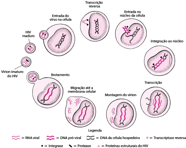Image:Ciclo de vida simplificado do HIV-Manuais MSD edição para ...