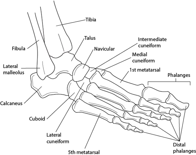 Image:Bones of the Ankle and Foot-Merck Manual Professional Edition