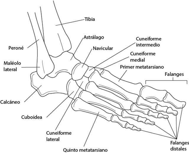Image:Huesos del tobillo y el pie-Manual Merck versión para profesionales