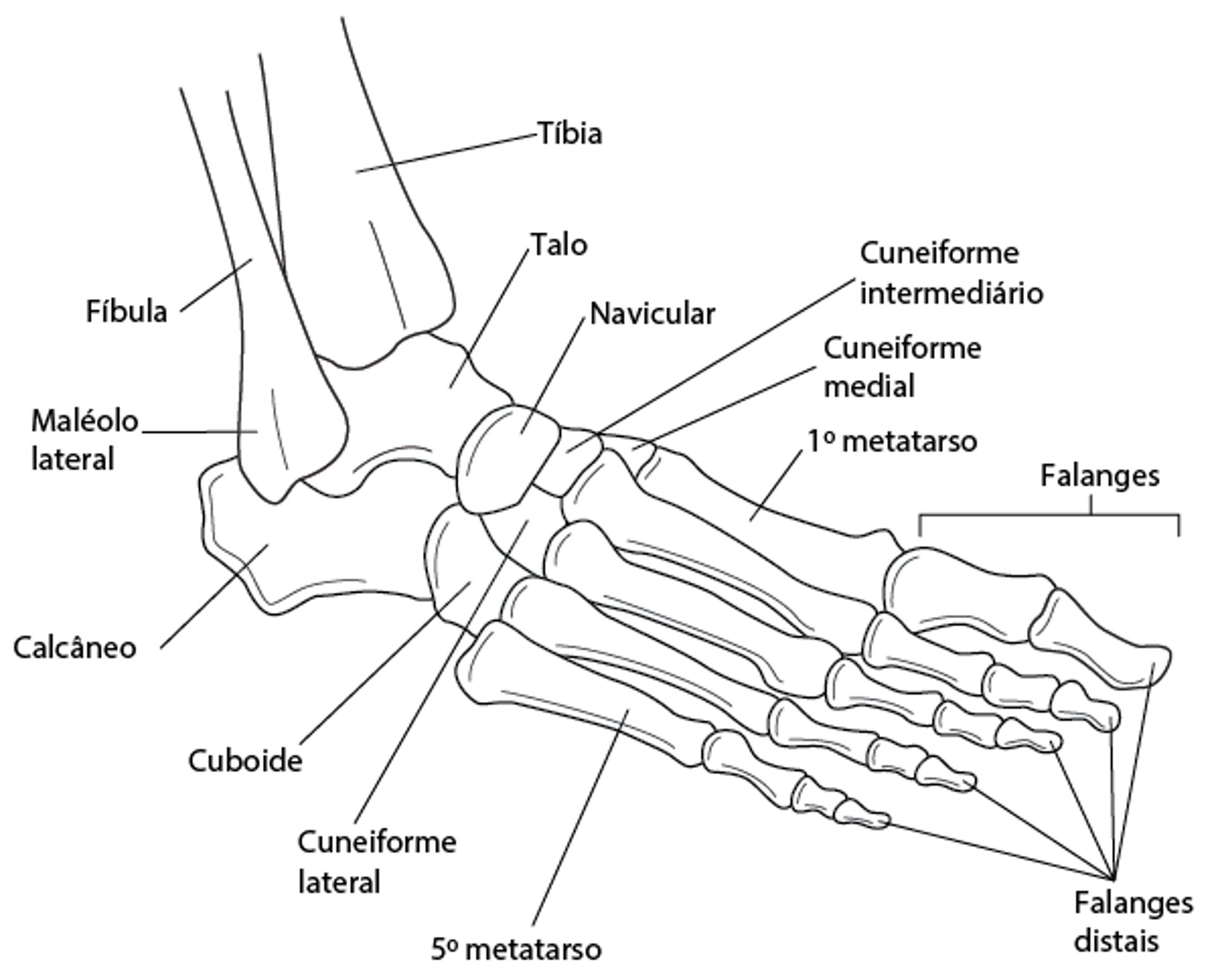 Como aplicar uma tala posterior de tornozelo - Como aplicar uma tala ...