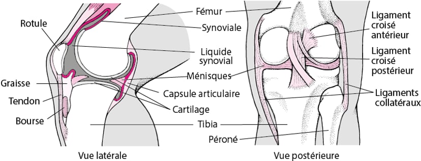 Évaluation du genou - Troubles musculosquelettiques et du tissu ...