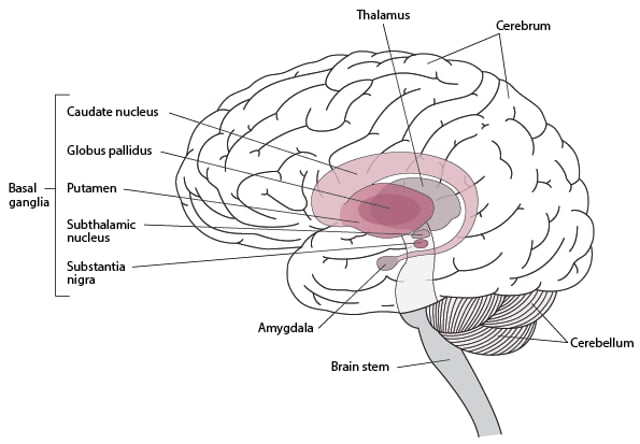 Image:Basal Ganglia-Merck Manual Professional Edition