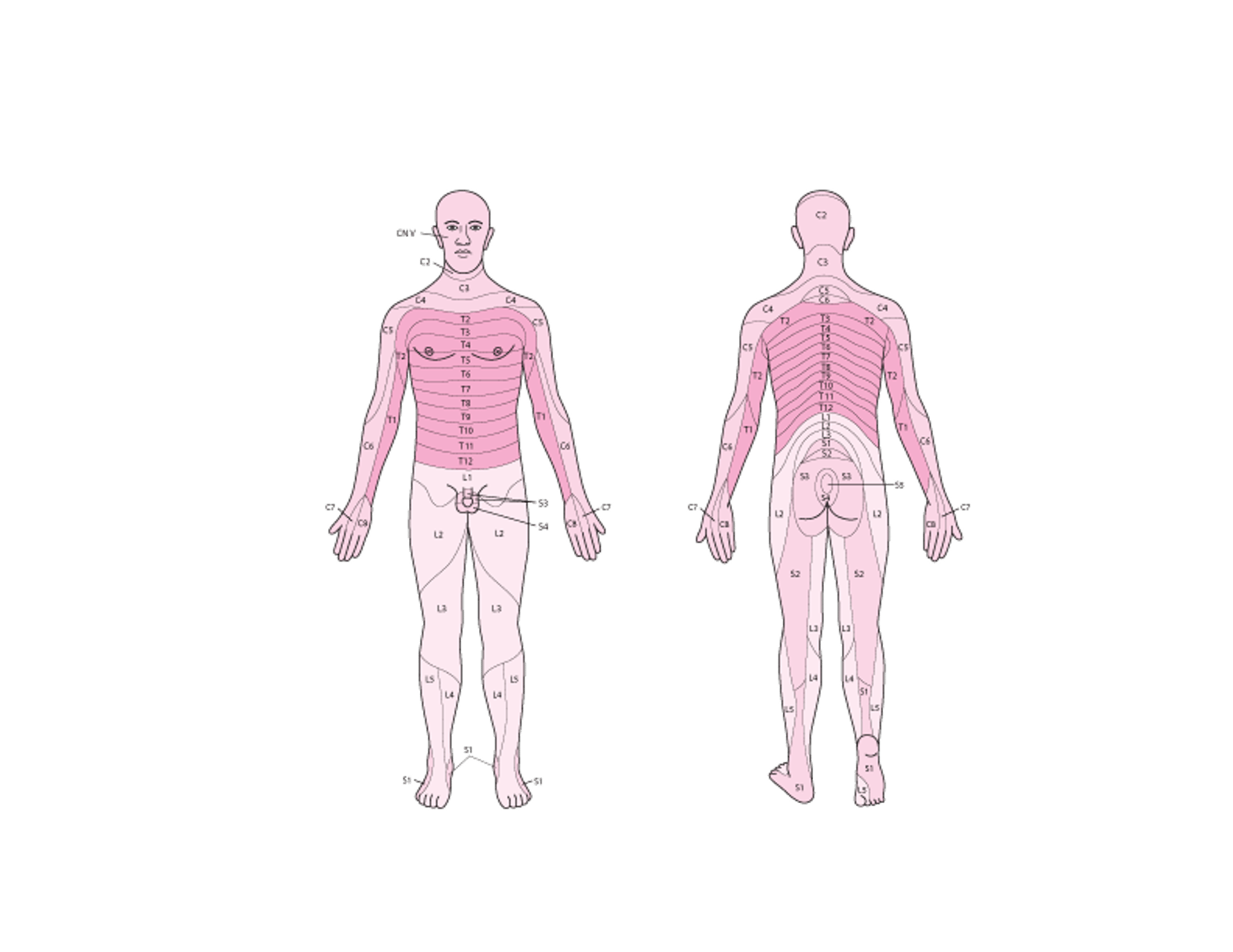 Image:Dermatomas sensitivos-Manual MSD versión para profesionales