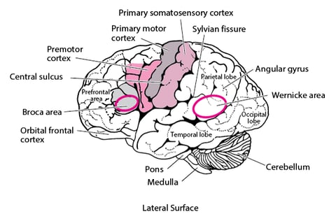Overview of Cerebral Function - Overview of Cerebral Function - MSD ...