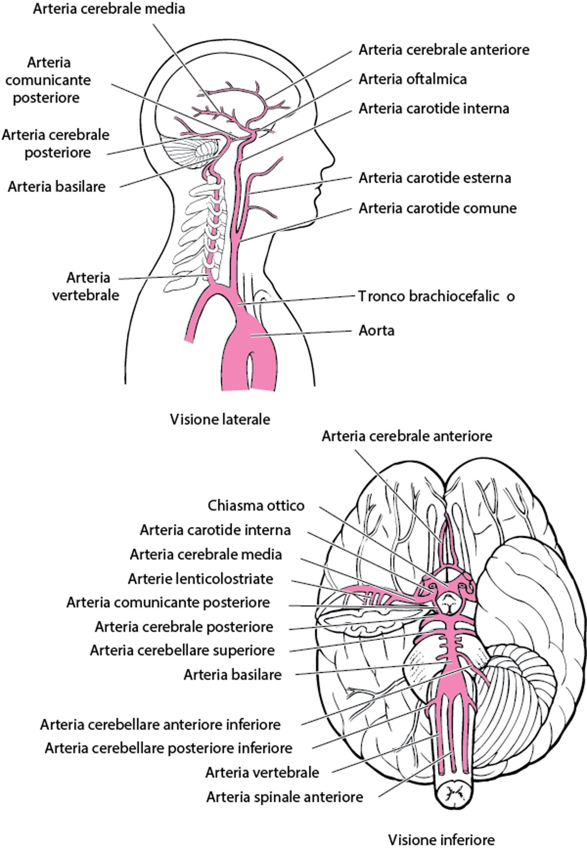 Image:Arterie cerebrali-Manuali MSD Edizione Professionisti